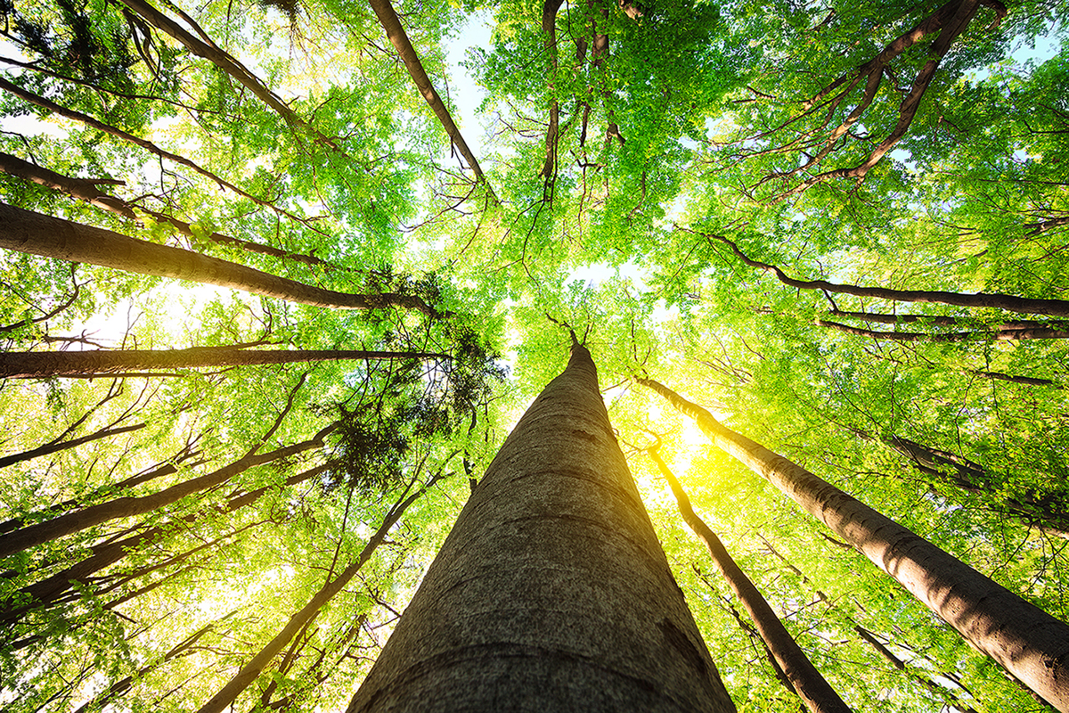 Überraschende Fakten zur Nachhaltigkeit – Sonepar-Blog